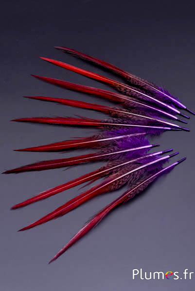 Vogelveren Vogelveren - Plumes.fr