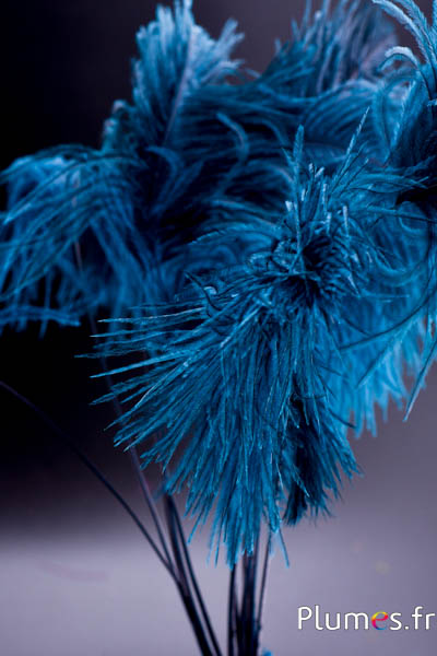 Vogelveren Pluimen - Plumes.fr