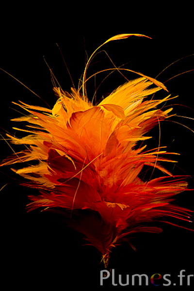 Vogelveren Pluimen - Plumes.fr